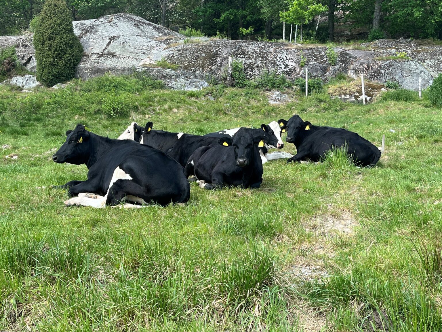 Möt en markägare: Ove vill få tillbaks djurens favoritbete - Projekt ...